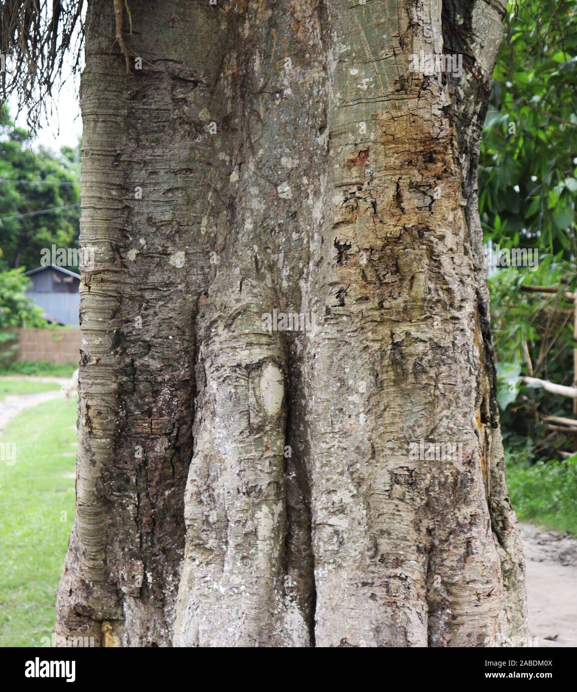 Banyan tree.The body of the tree Stock Photo - Alamy