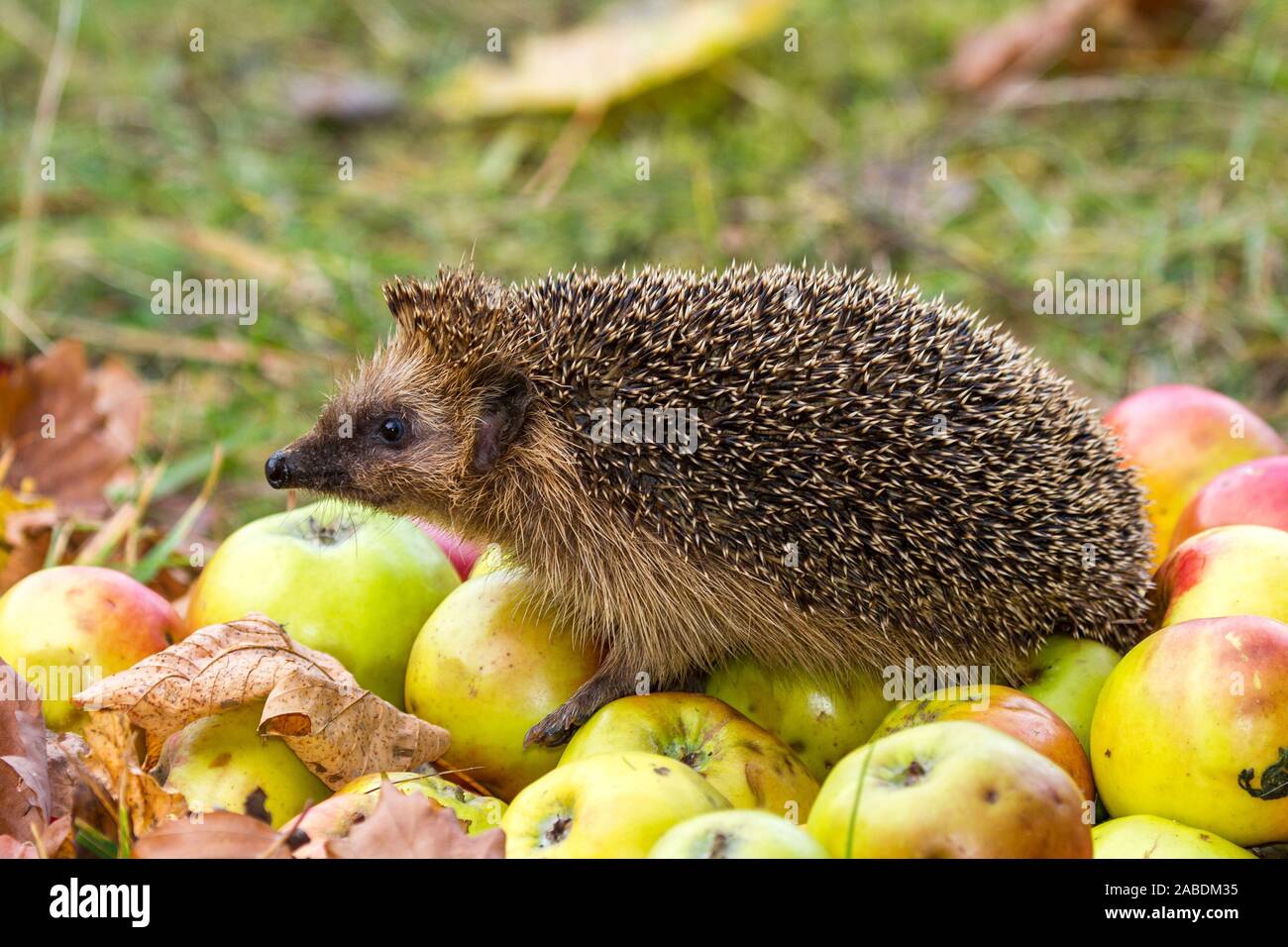 Braunbrust igel hi-res stock photography and images - Alamy