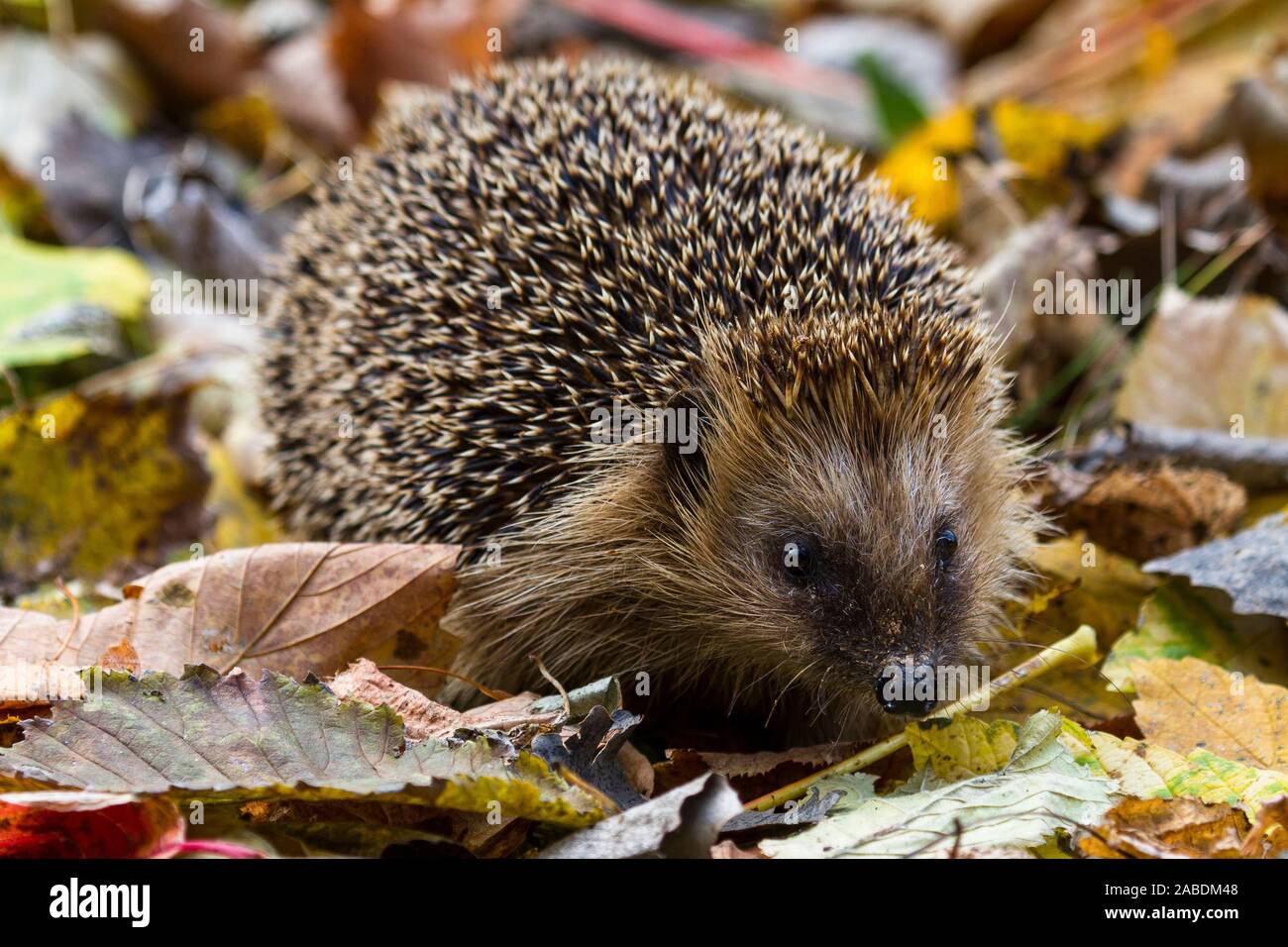 Europaischer Igel High Resolution Stock Photography and Images - Alamy
