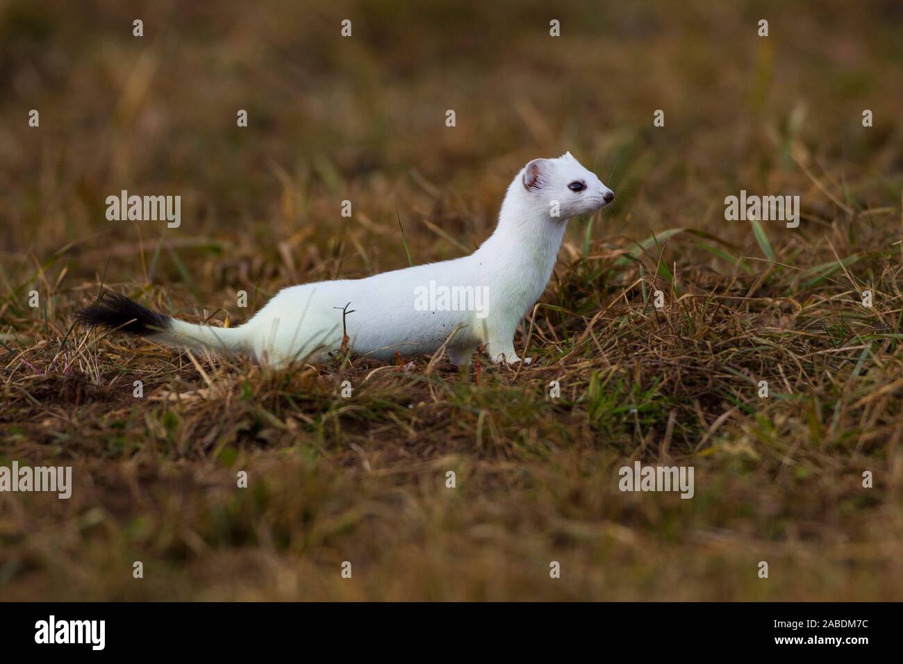 Hermelin im winter hi-res stock photography and images - Alamy