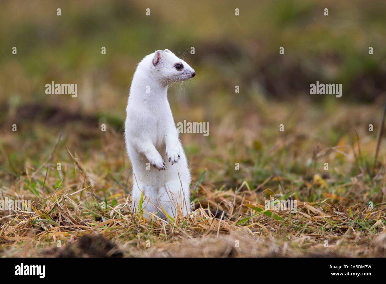 Wiesel im winter hi-res stock photography and images - Alamy