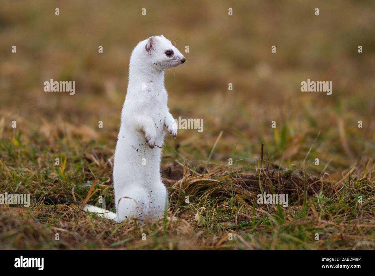 Wiesel im winter hi-res stock photography and images - Alamy