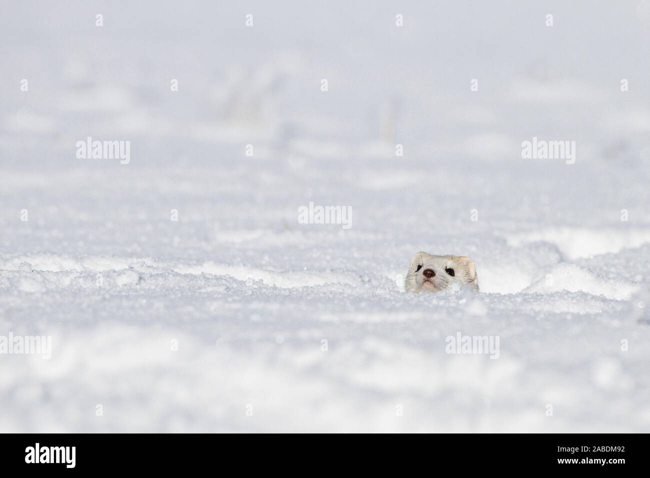 Hermelin im schnee hi-res stock photography and images - Alamy