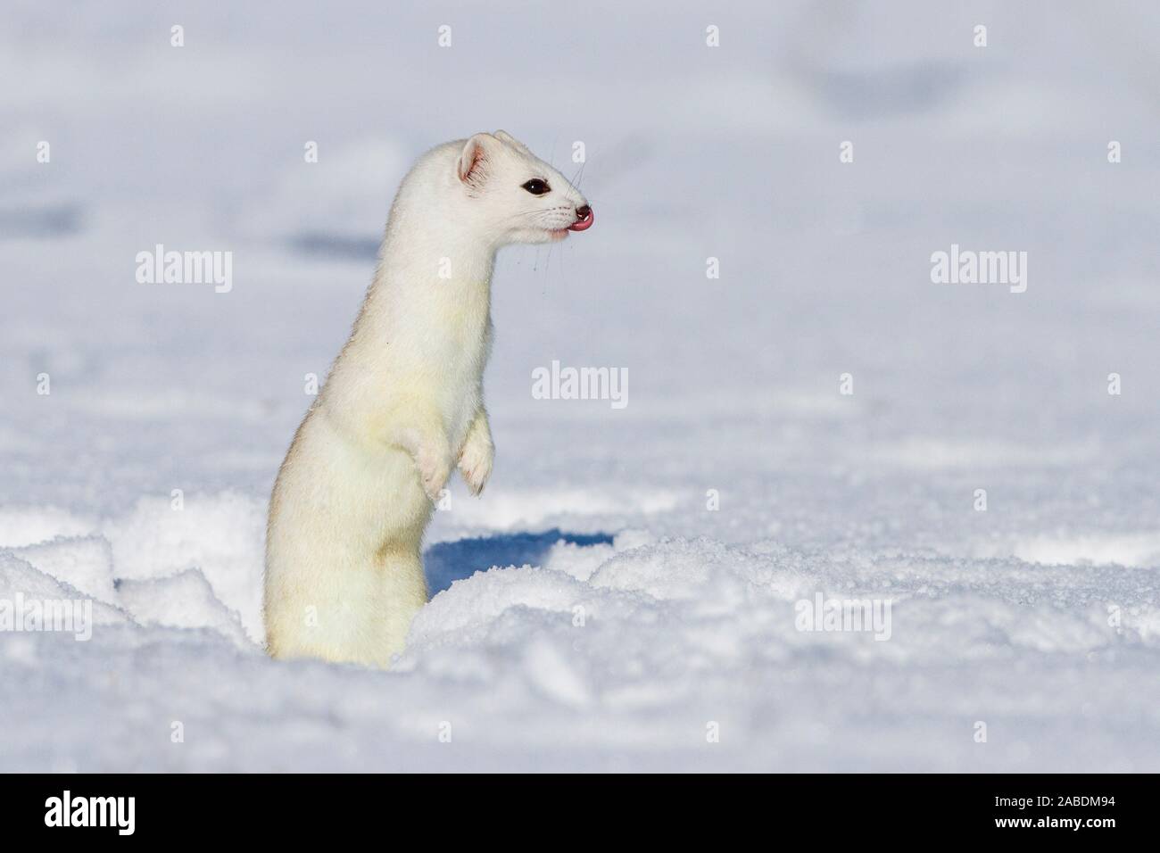 Hermelin schnee hi-res stock photography and images - Alamy