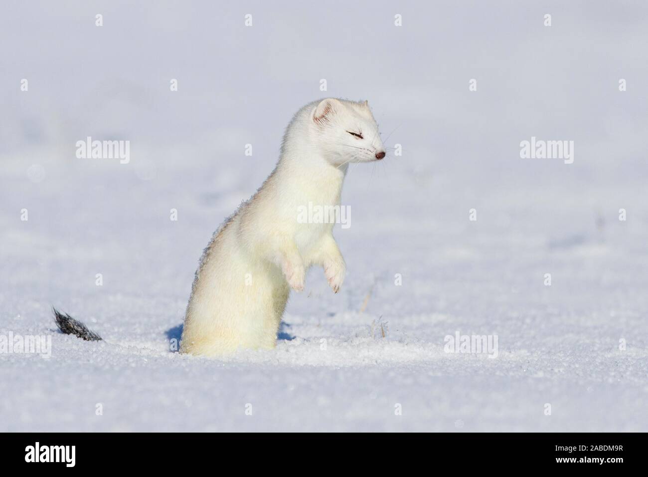 Hermelin schnee hi-res stock photography and images - Alamy