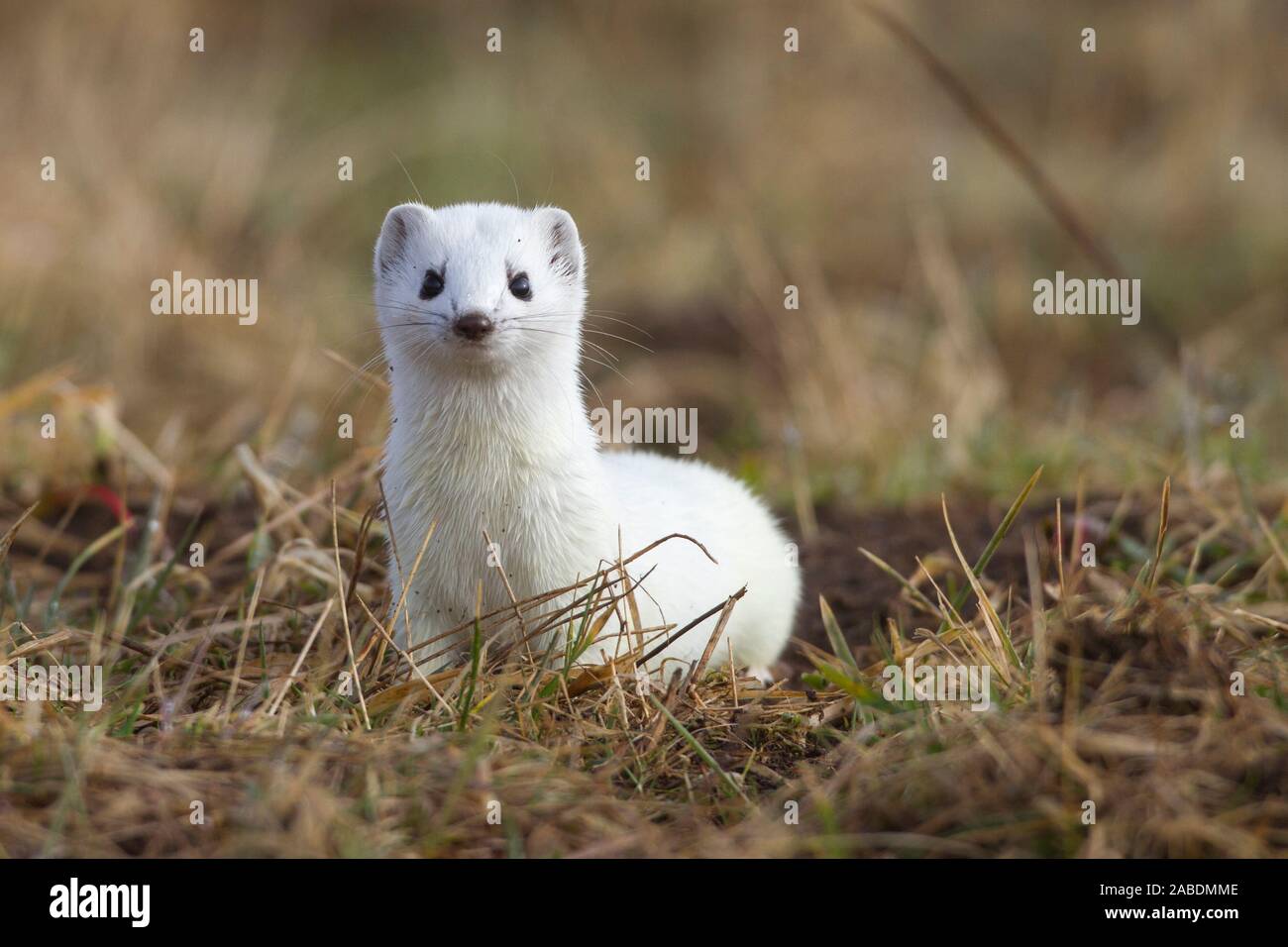 Hermelin schnee hi-res stock photography and images - Alamy