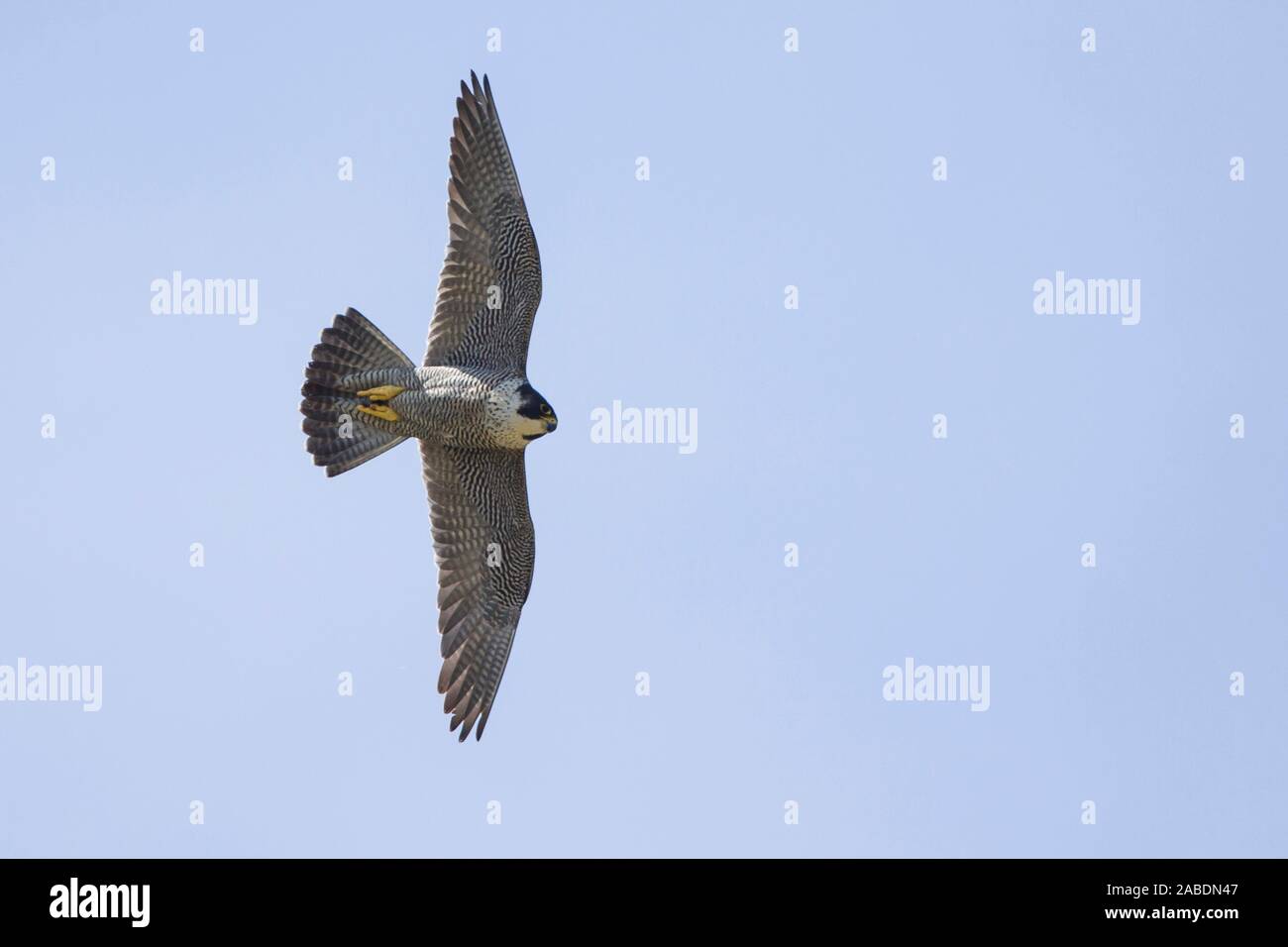 Wanderfalke hi-res stock photography and images - Alamy