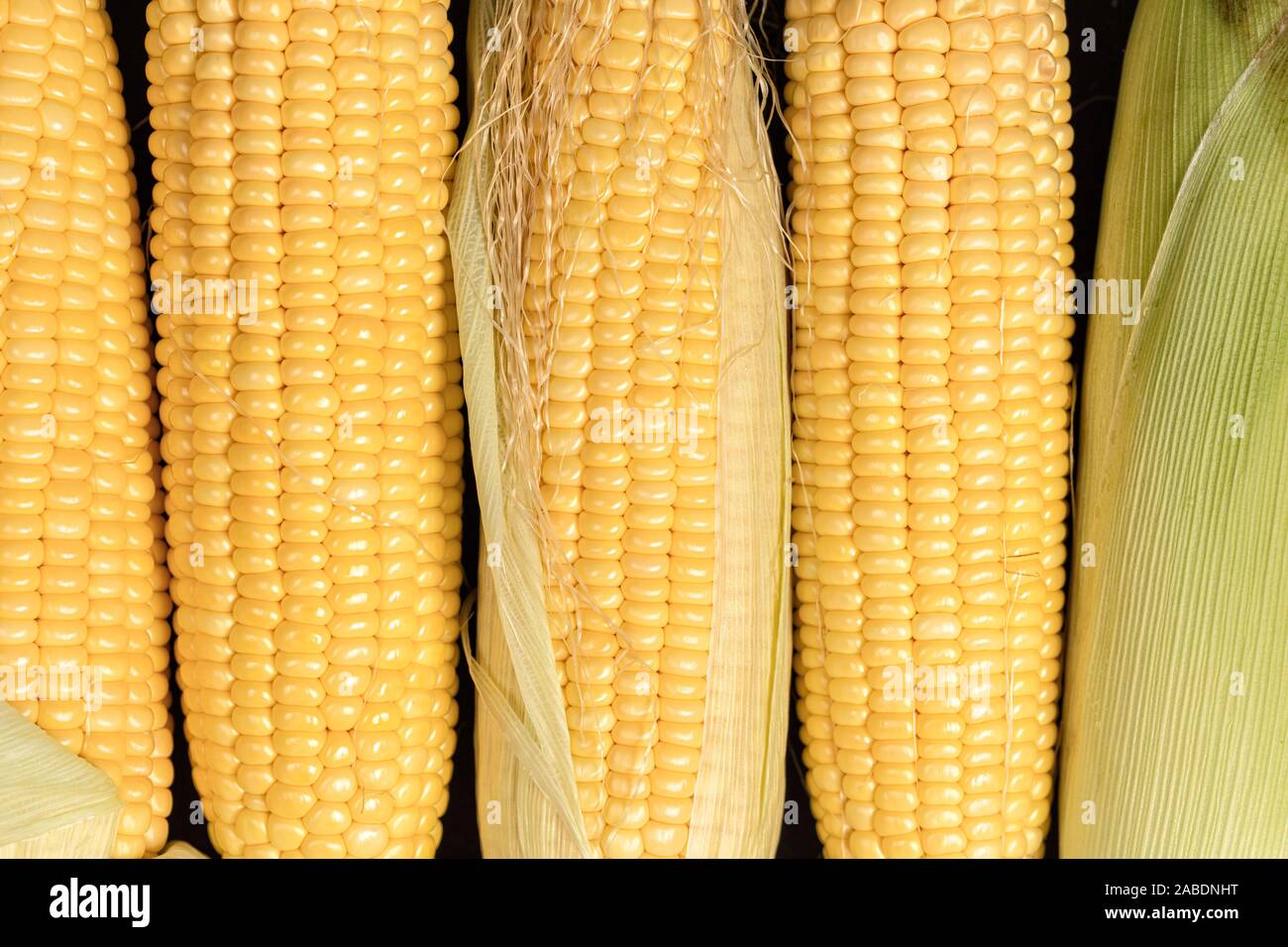 Fresh maize corn, close u, on dark background Stock Photo - Alamy