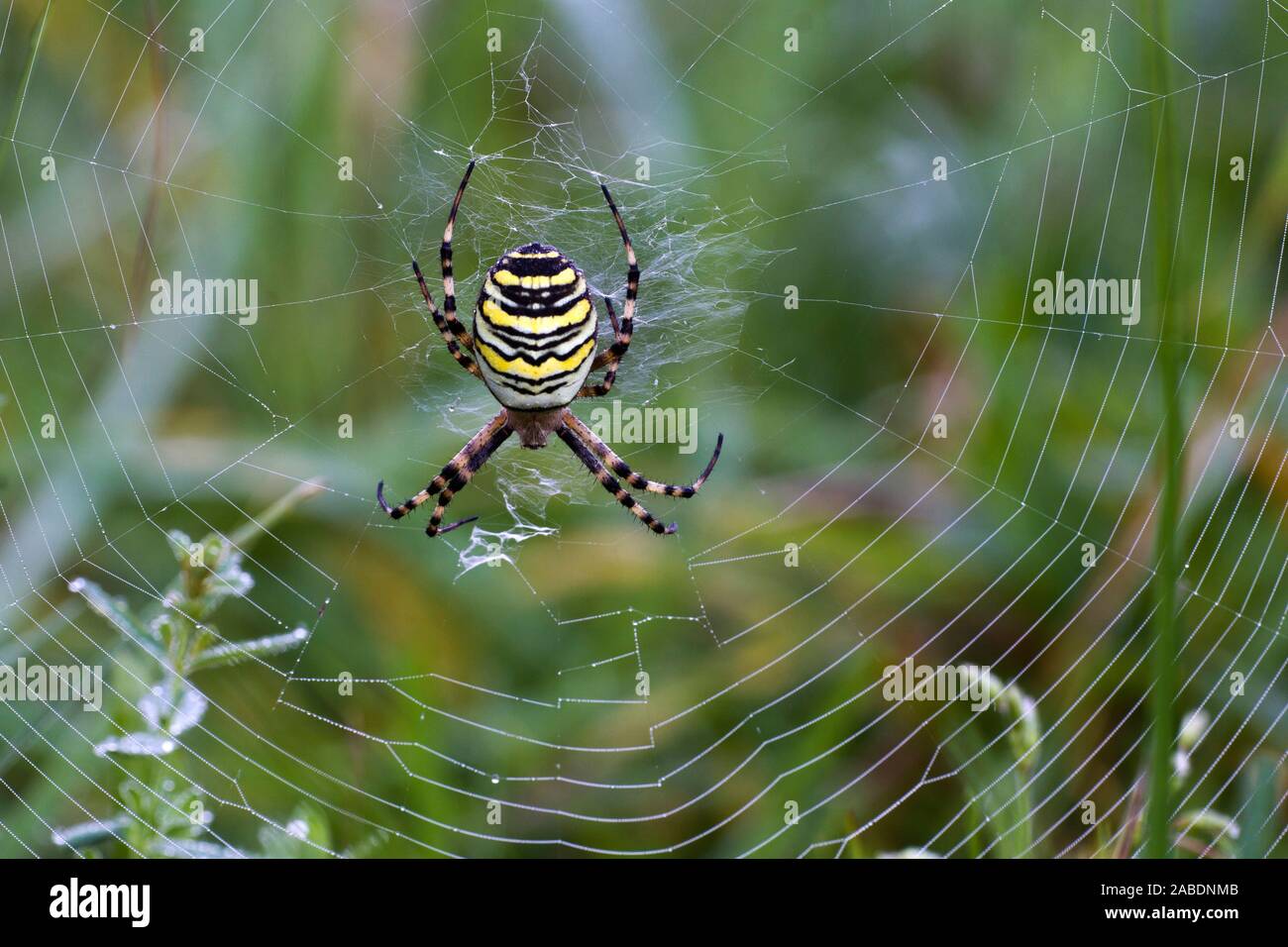 Wespenspinne (Argiope bruennichii Stock Photo - Alamy
