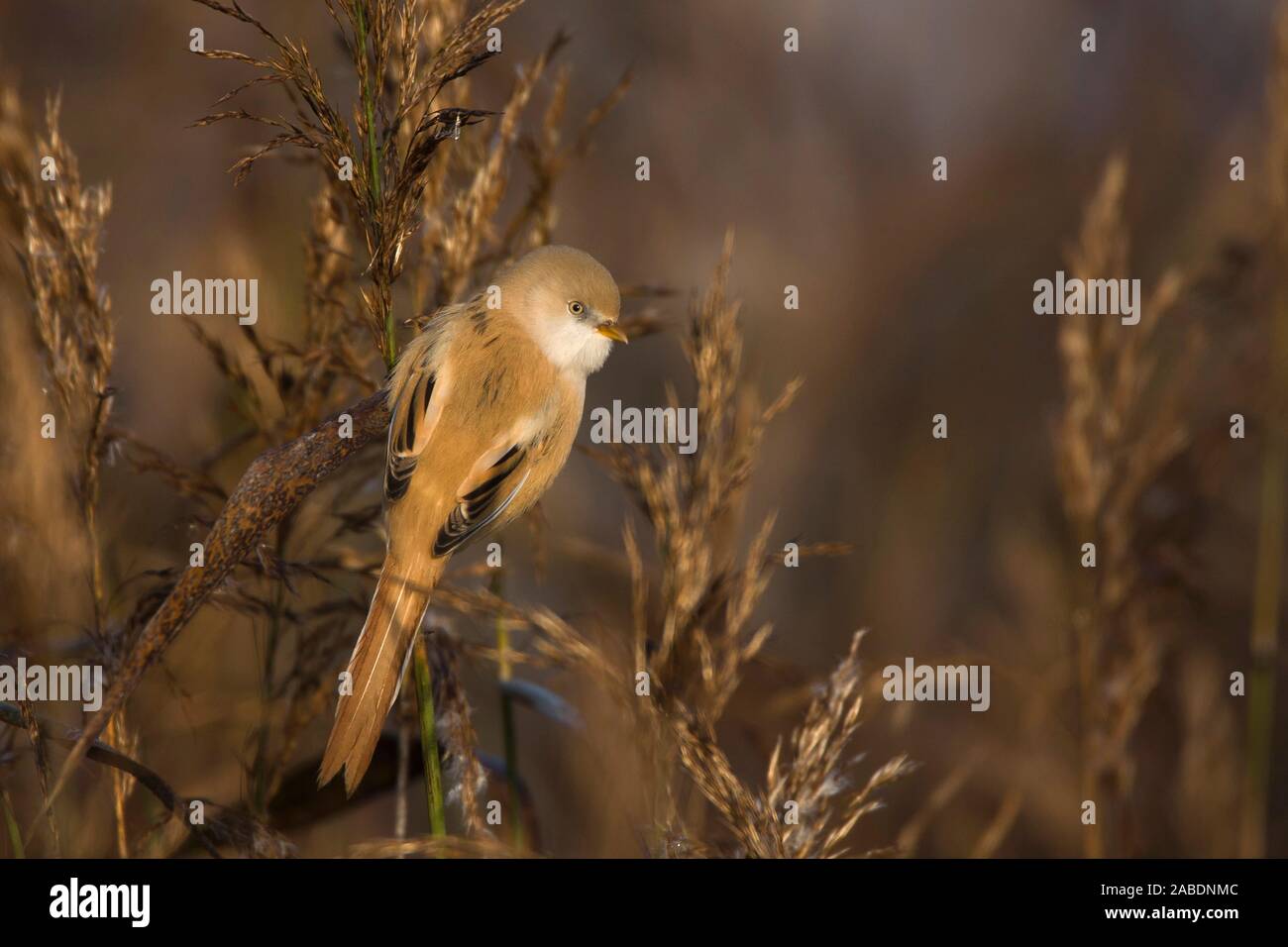 Bartmeise (Panurus biarmicus) Weibchen Stock Photo - Alamy