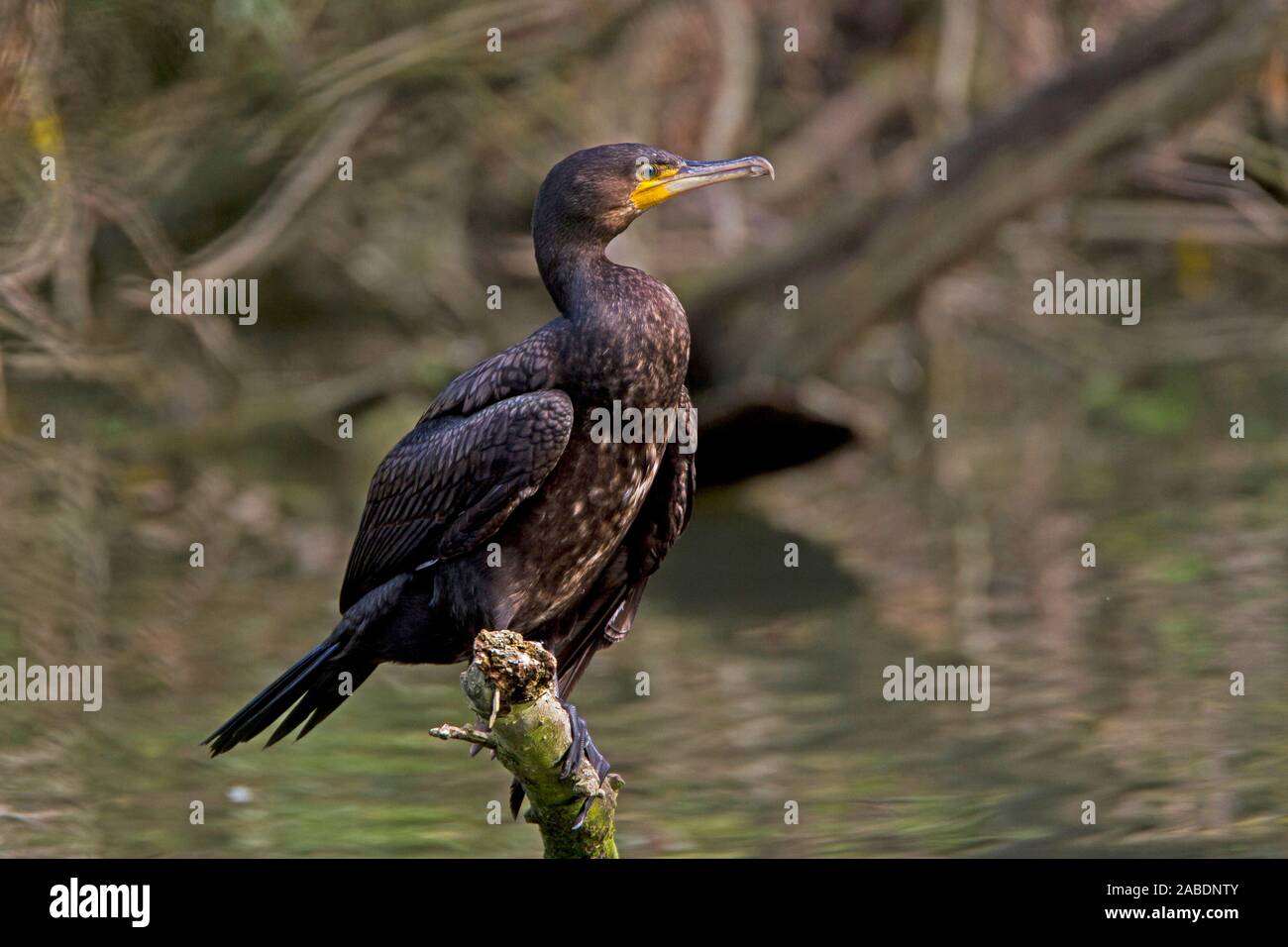 Kormoran (Phalacrocorax carbo Stock Photo - Alamy