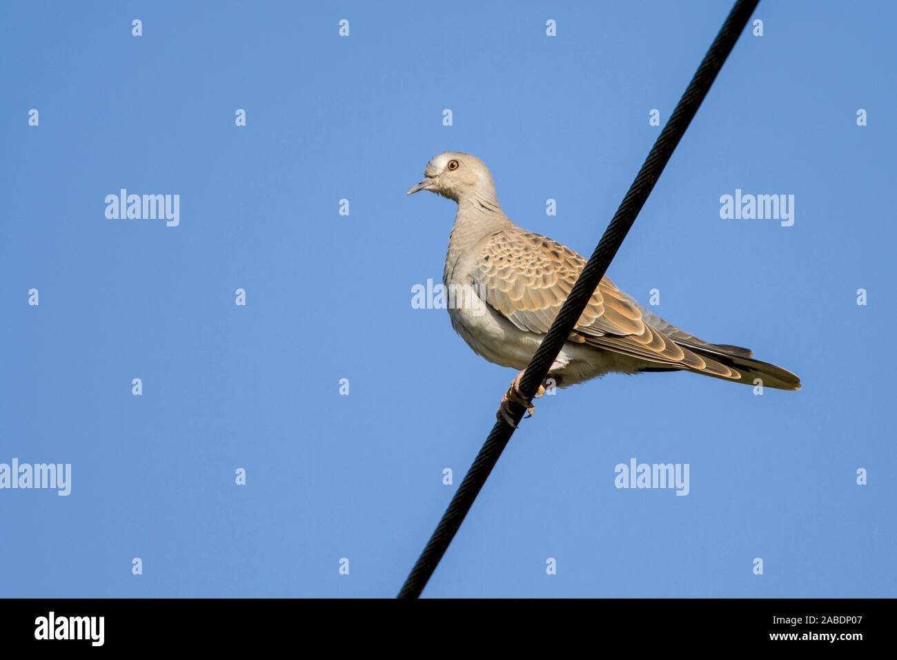 Turteltaube (Streptopelia turtur Stock Photo - Alamy