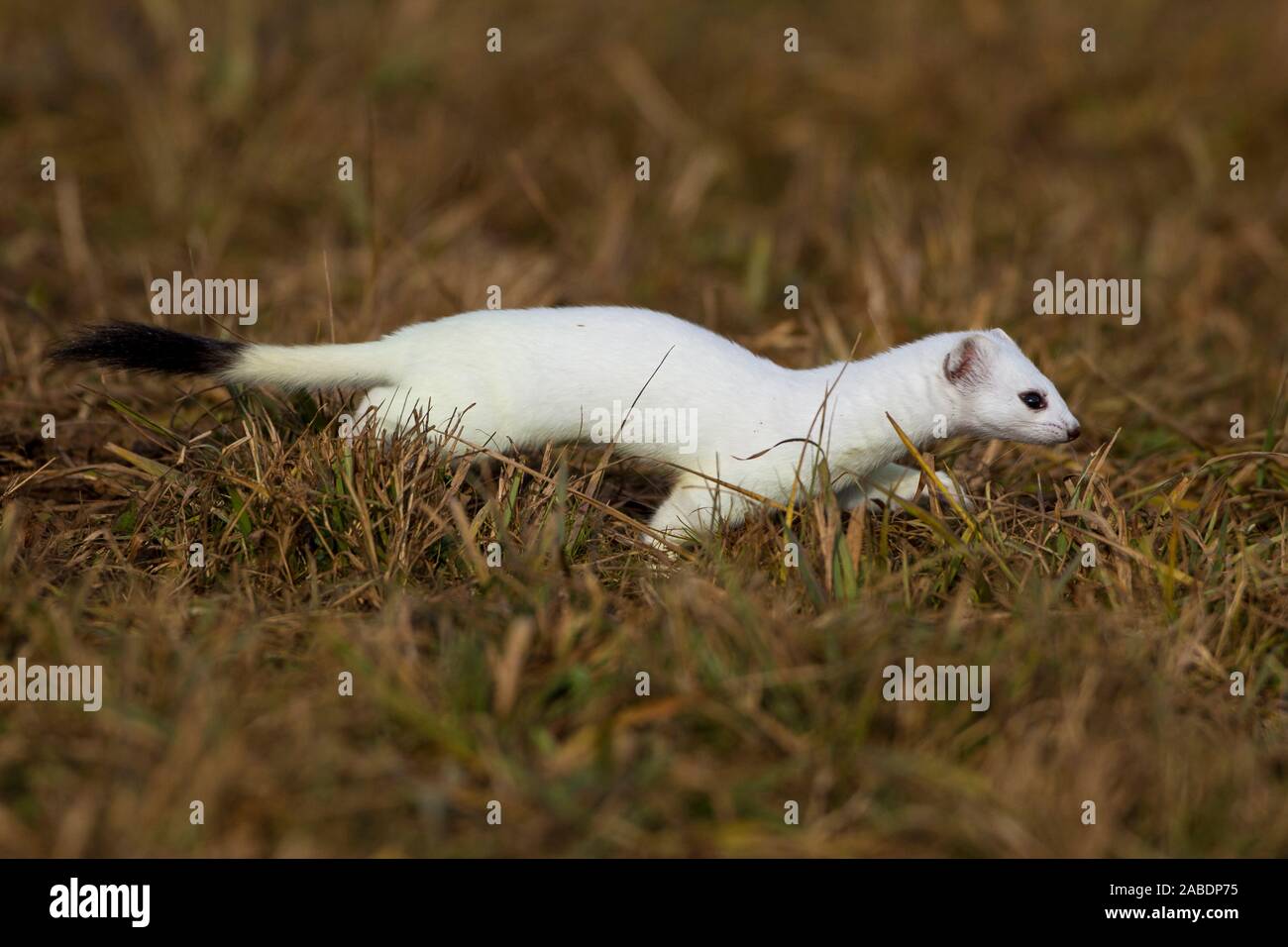 Hermelin im winter hi-res stock photography and images - Alamy