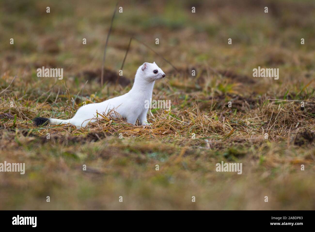 Wiesel im winter hi-res stock photography and images - Alamy