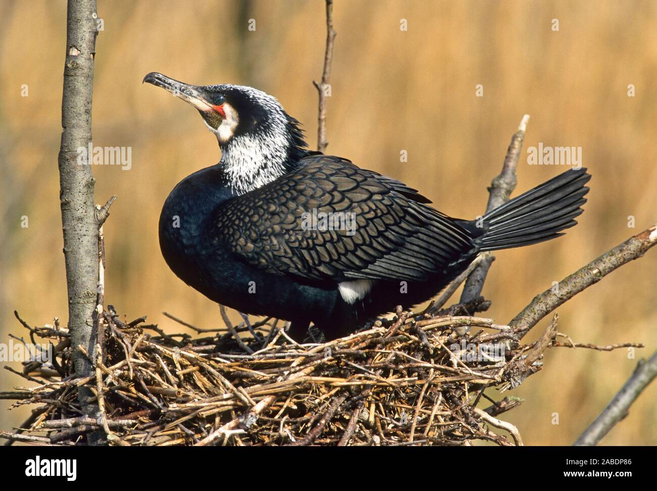 Kormoran (Phalacrocorax carbo Stock Photo - Alamy