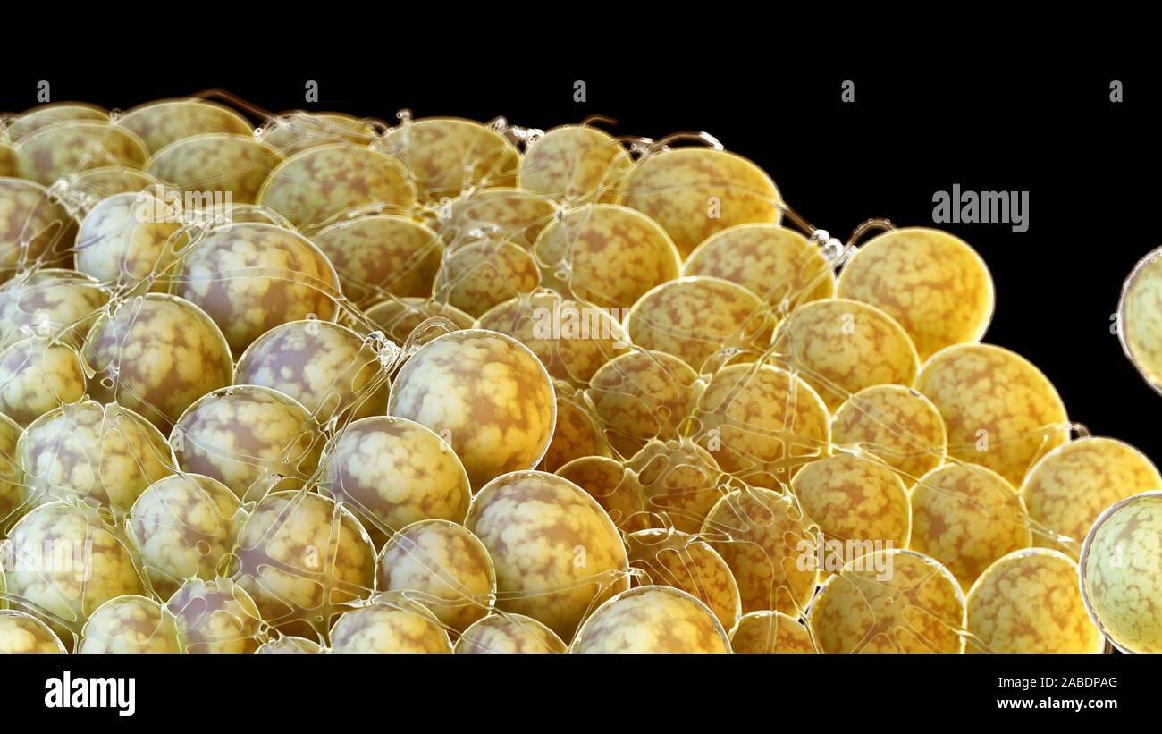 3d rendered illustration of human fat cells Stock Photo - Alamy