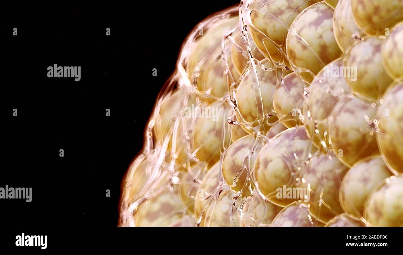 Human fat cells hi-res stock photography and images - Alamy