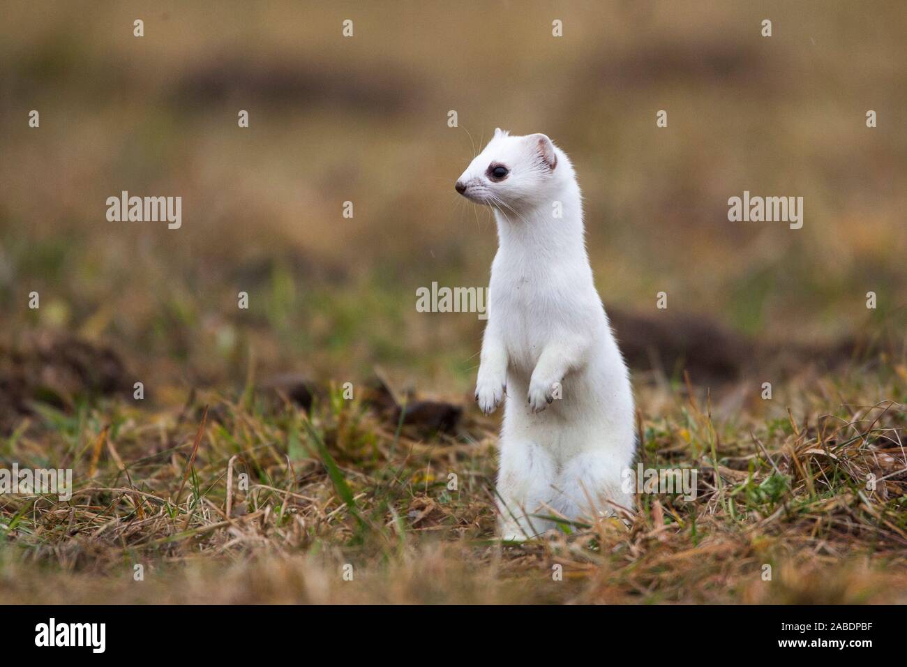Wiesel im winter hi-res stock photography and images - Alamy