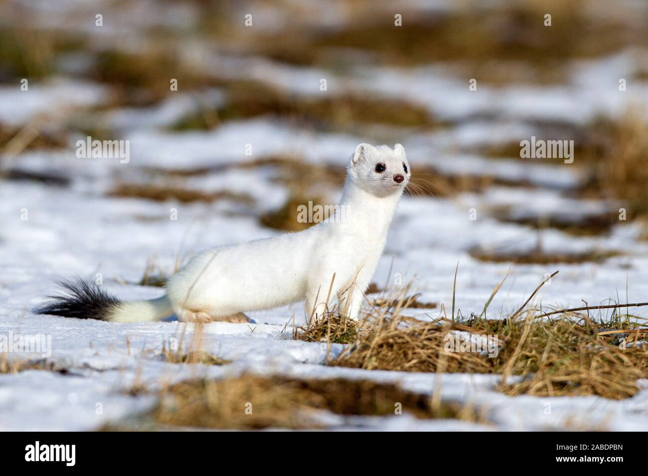 Hermelin winter hi-res stock photography and images - Alamy
