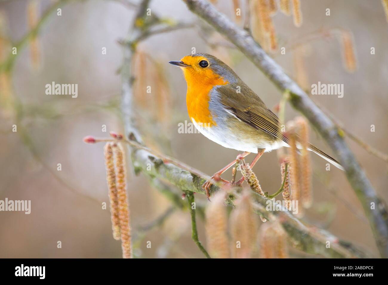 Rotkehlchen baden hi-res stock photography and images - Alamy