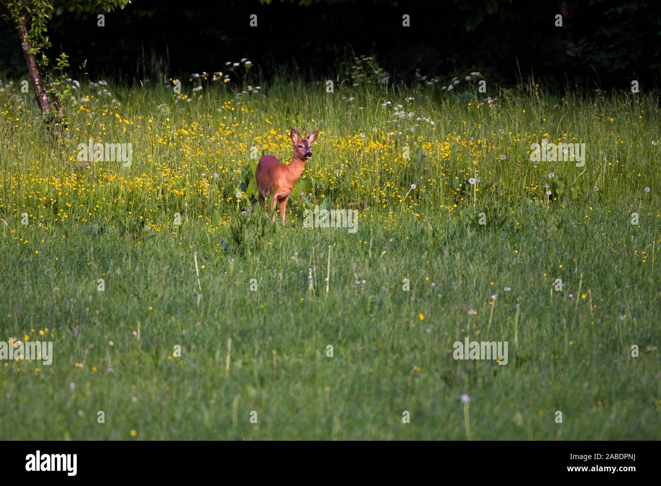 Rolf bock hi-res stock photography and images - Alamy