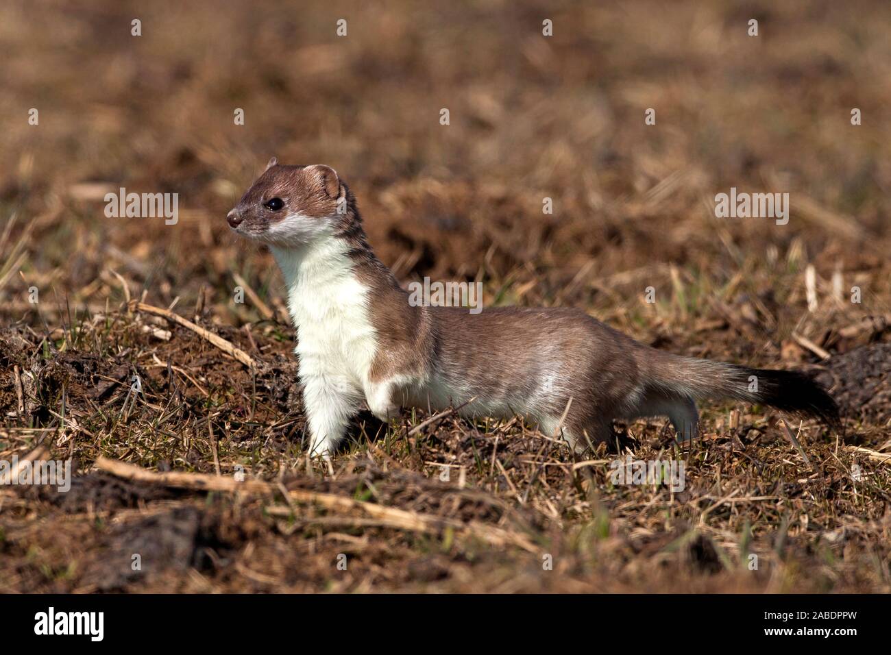 Hermelin High Resolution Stock Photography and Images - Alamy