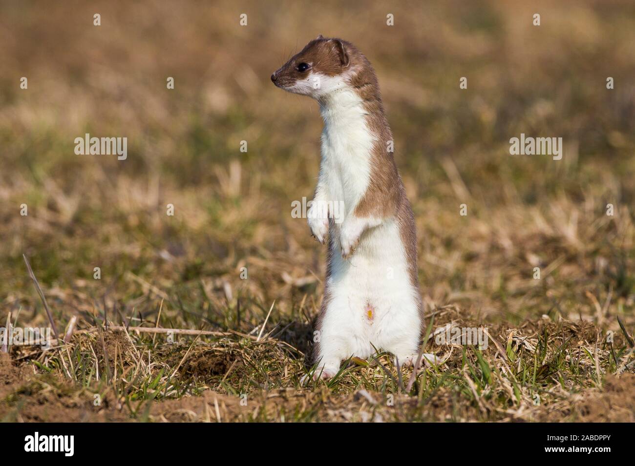 Hermelin (Mustela erminea Stock Photo - Alamy