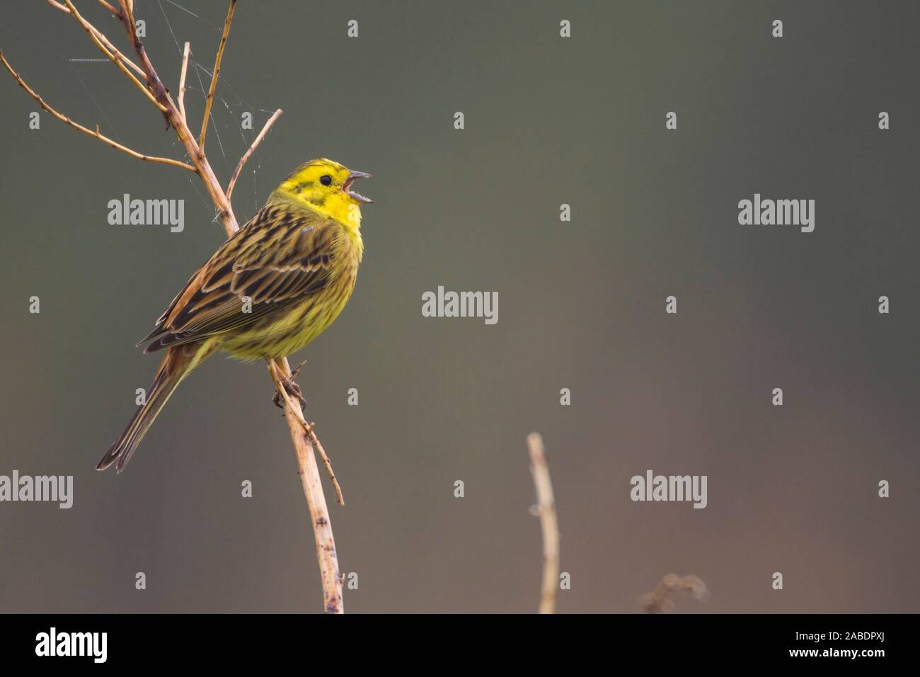 Goldammer (Emberiza citrinella) Männchen Stock Photo - Alamy