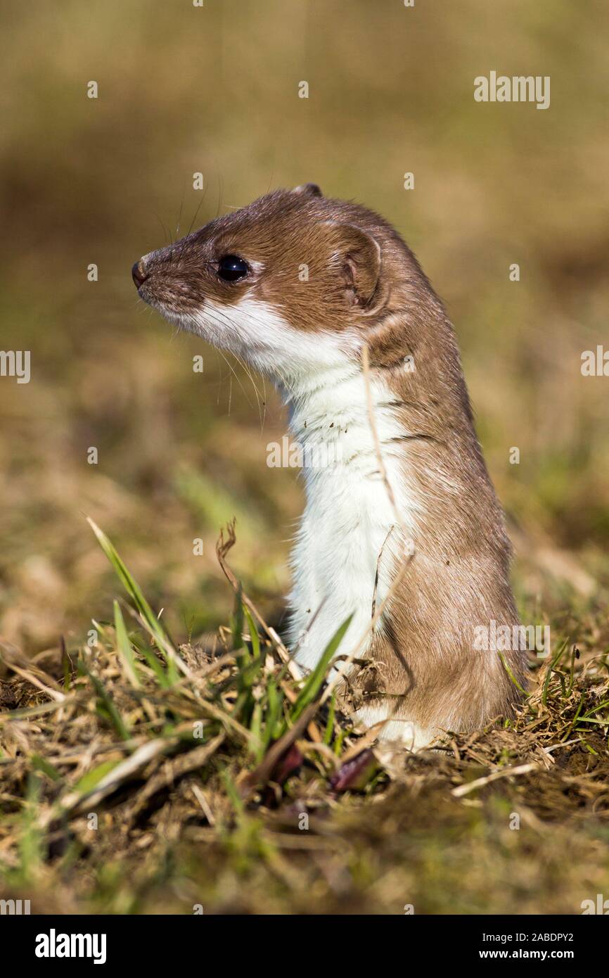 Hermelin (Mustela erminea Stock Photo - Alamy