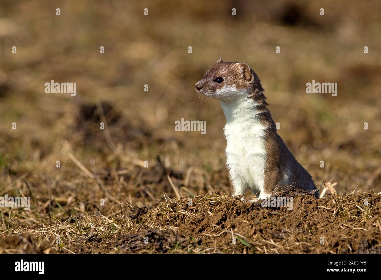 Hermelin High Resolution Stock Photography and Images - Alamy