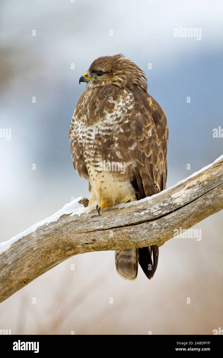 Mäusebussard (Buteo buteo Stock Photo - Alamy