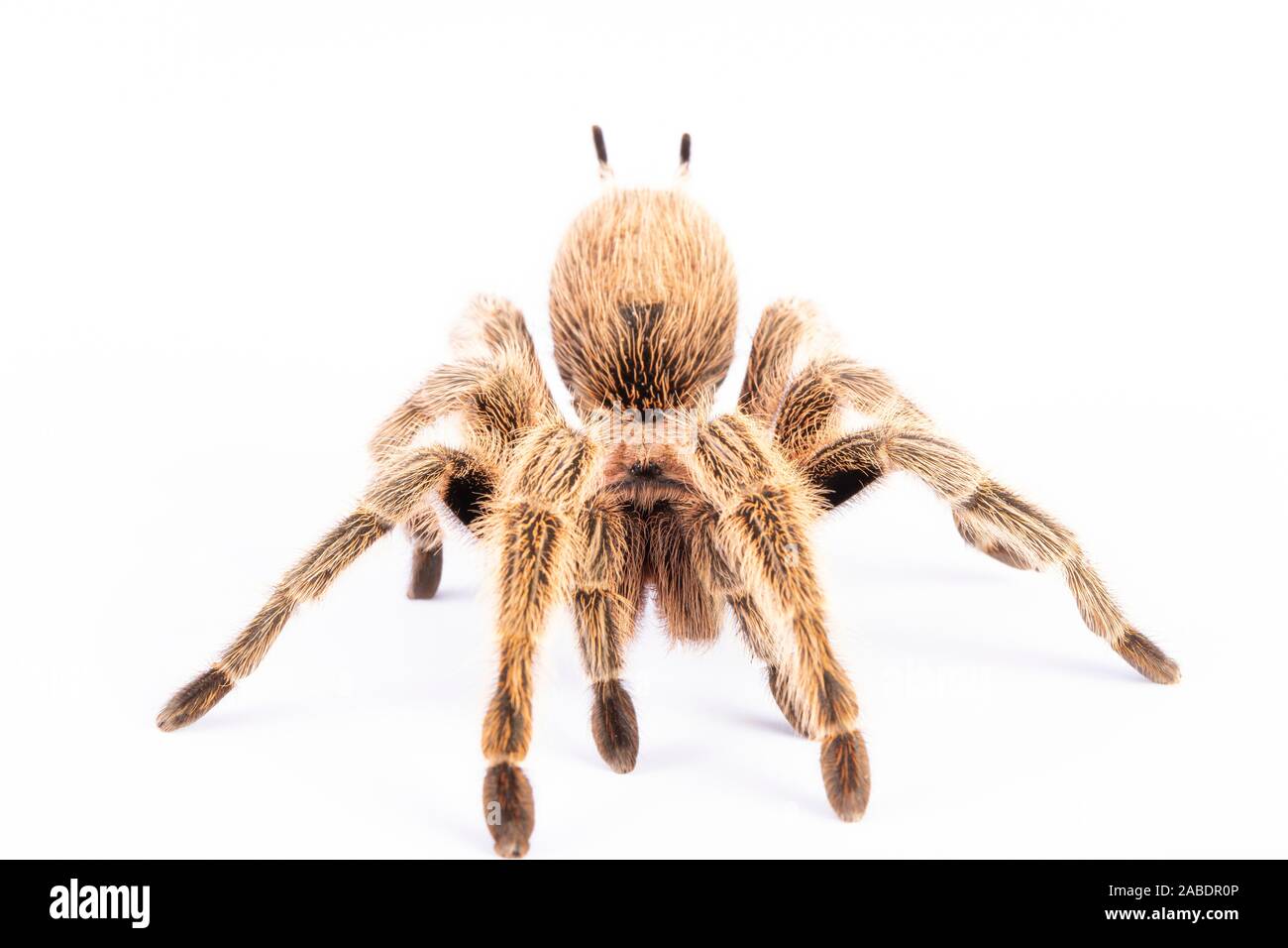 Scary spider insect tarantula Cut Out Stock Images & Pictures - Alamy