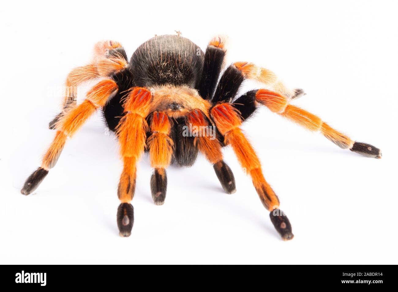 Halloween spider on orange Cut Out Stock Images & Pictures - Alamy