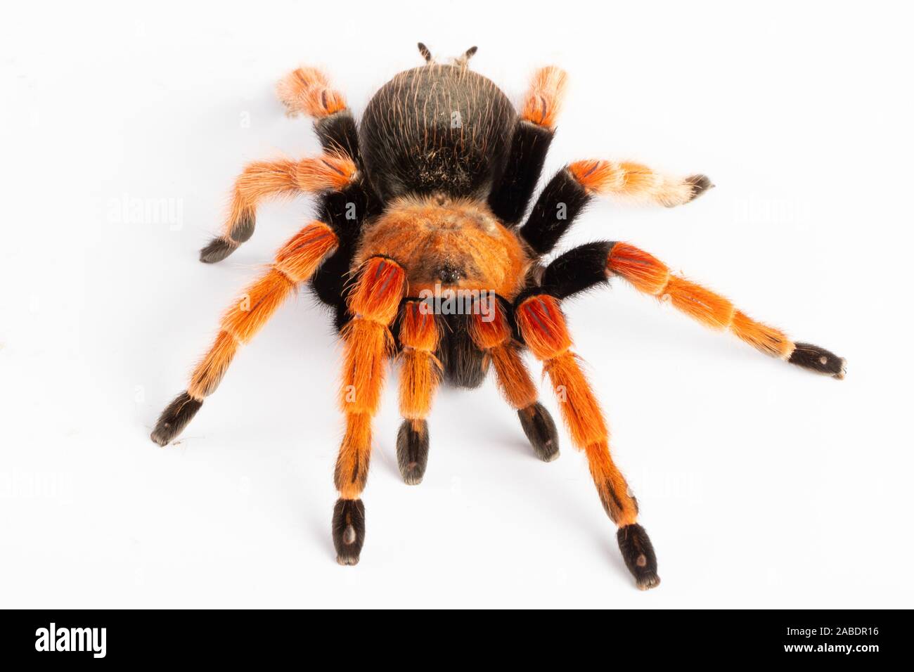 Halloween spider on orange Cut Out Stock Images & Pictures - Alamy