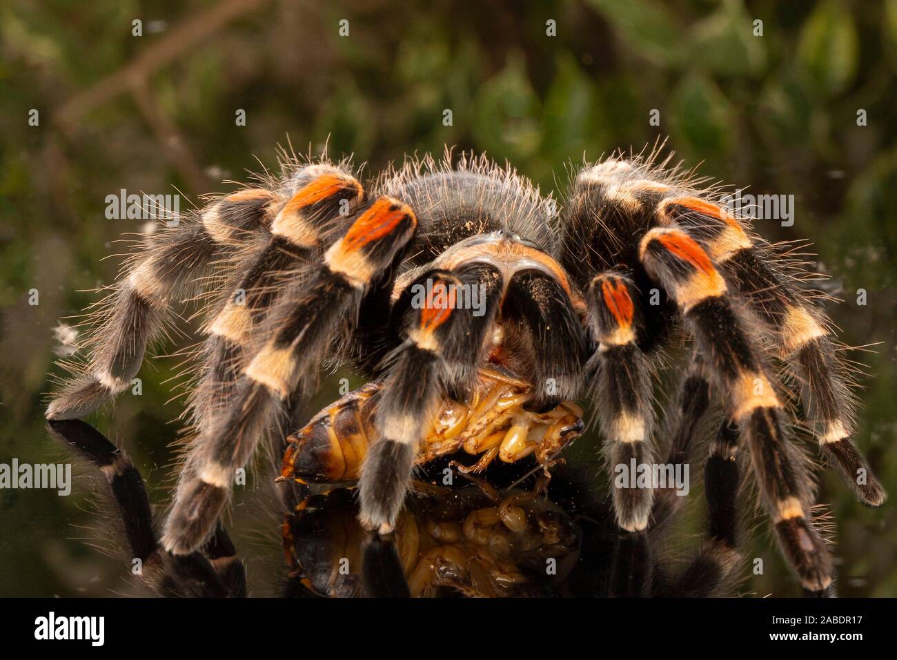 Tarantula spider and cockroach hi-res stock photography and images - Alamy