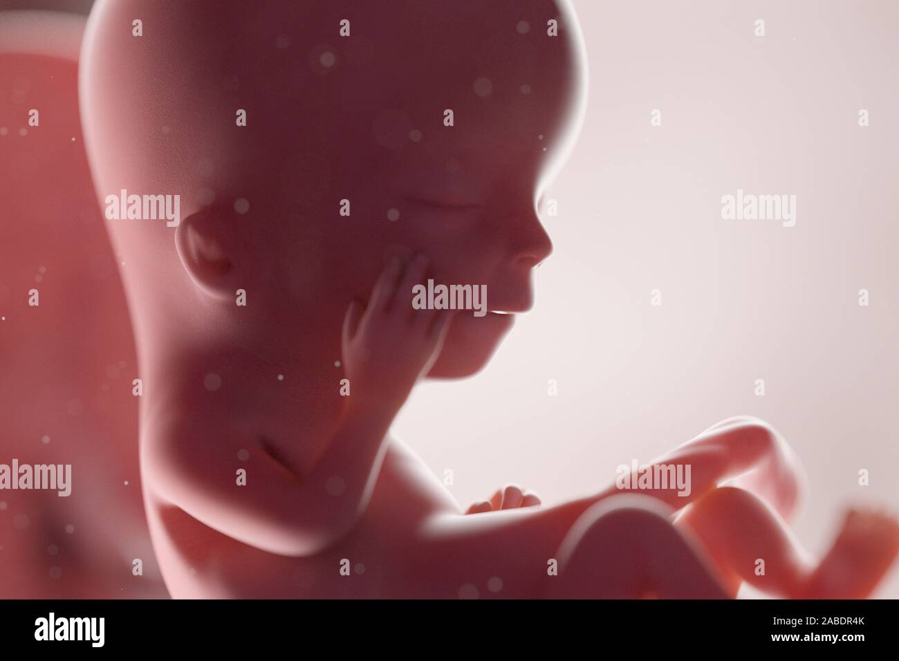 3d rendered medically accurate illustration of a human fetus - week 12 ...