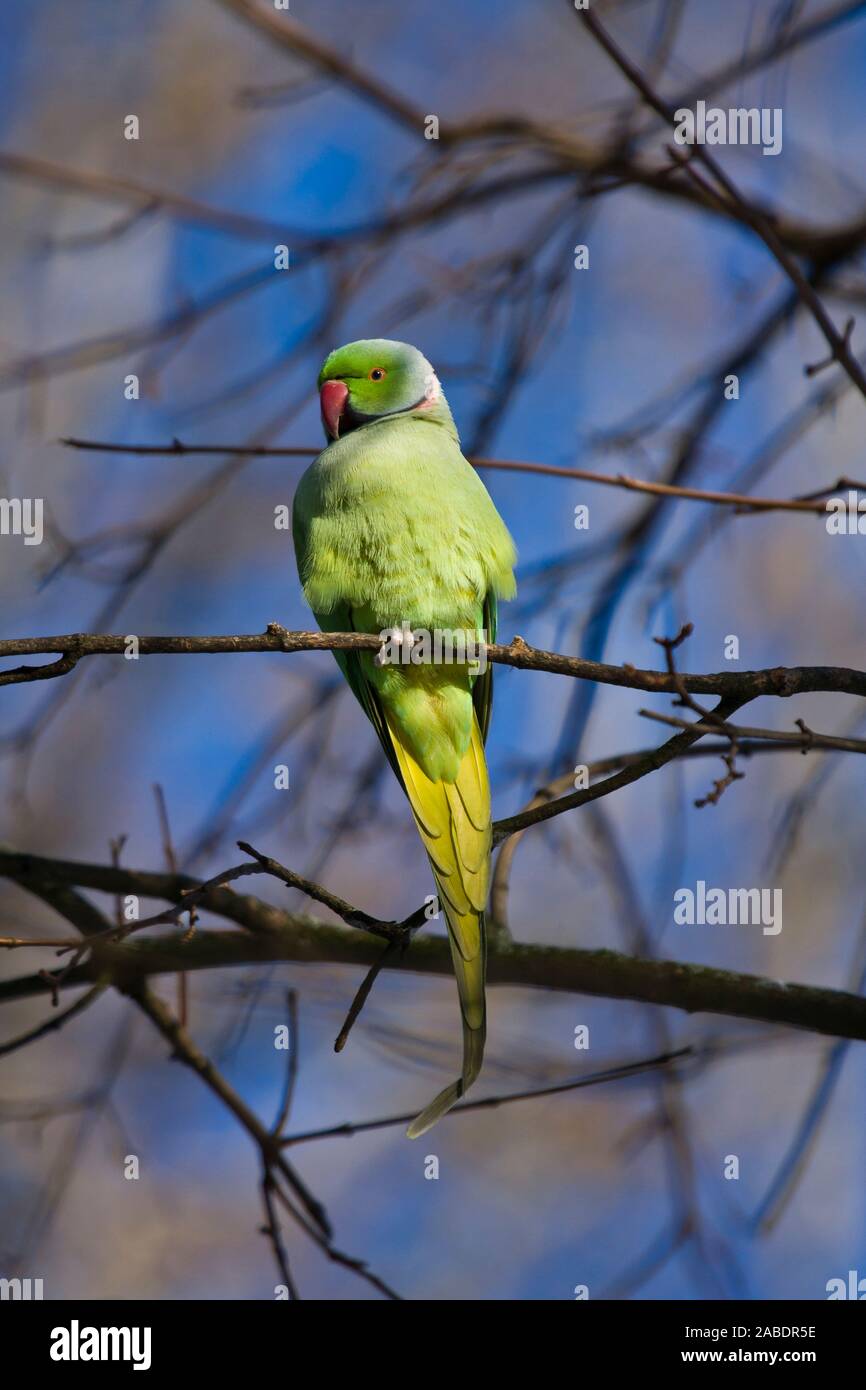 Halsbandsittiche hi-res stock photography and images - Alamy