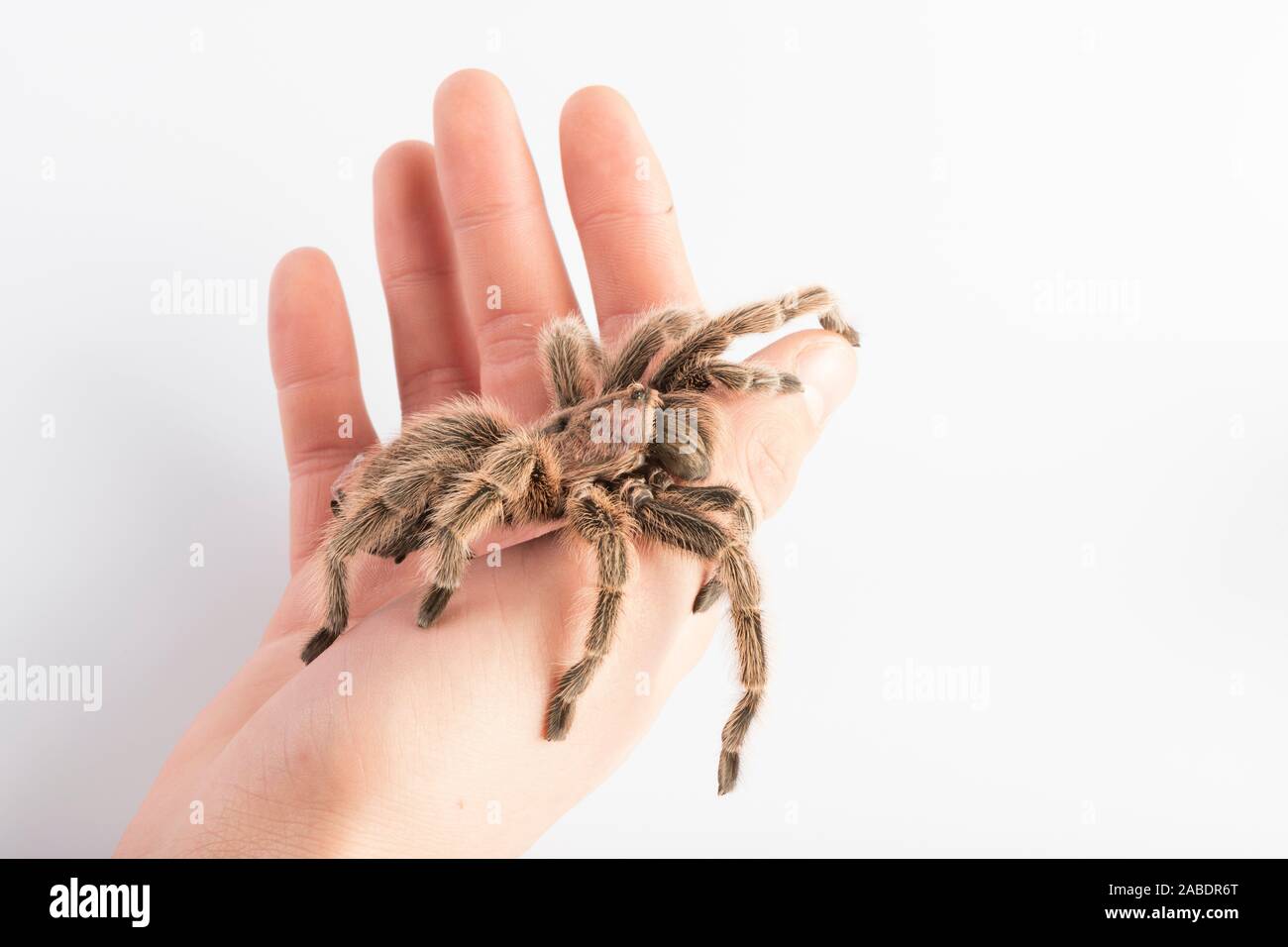 Tarantula spider and hand hi-res stock photography and images - Alamy