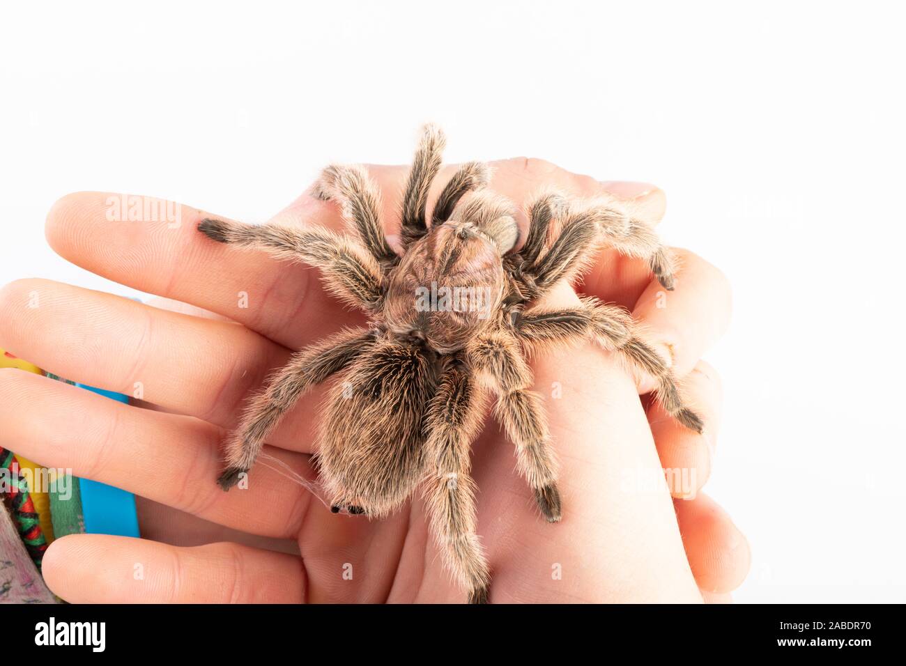 Pet tarantula hi-res stock photography and images - Alamy