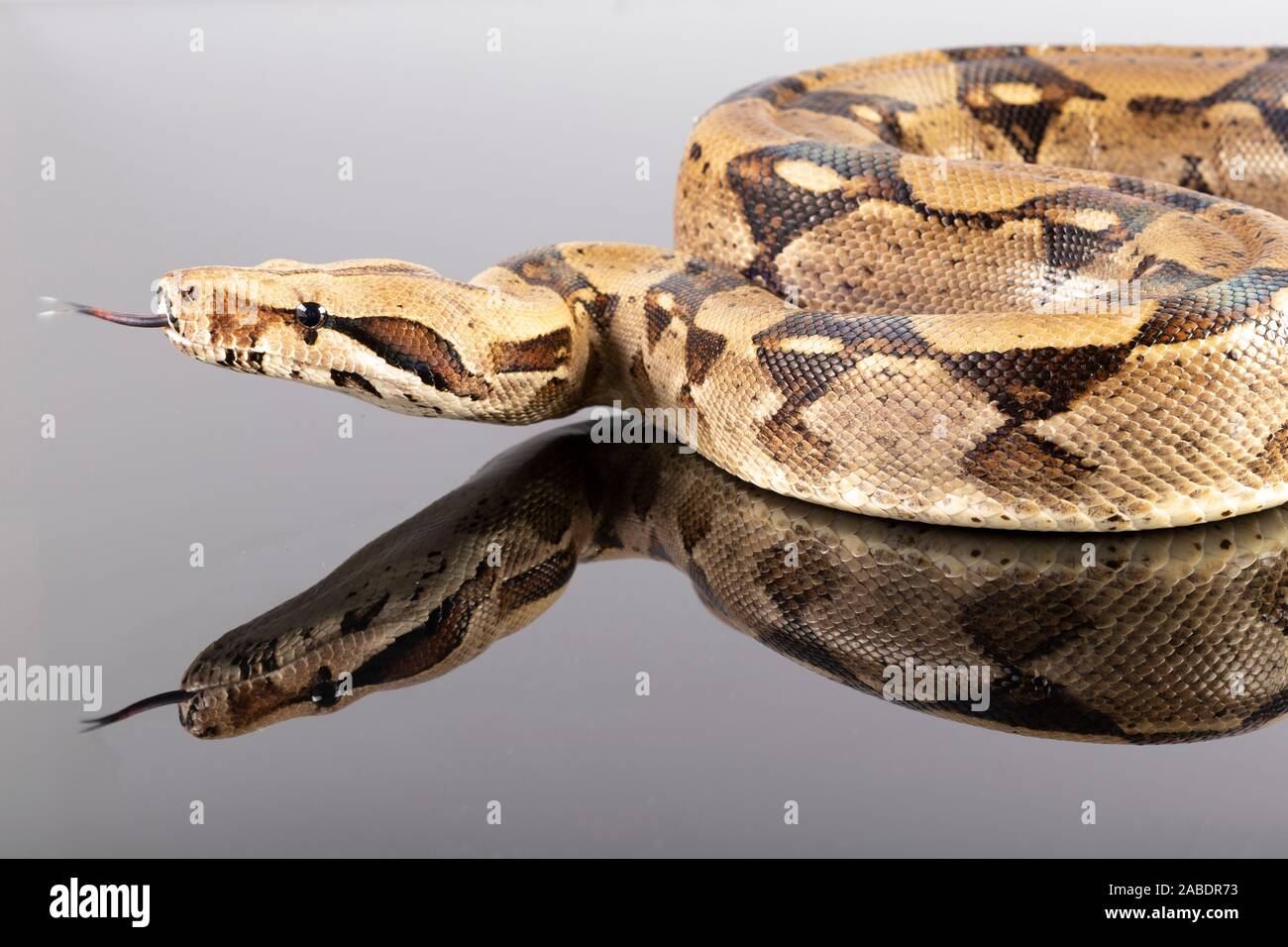 Boa contrictor snake Stock Photo - Alamy