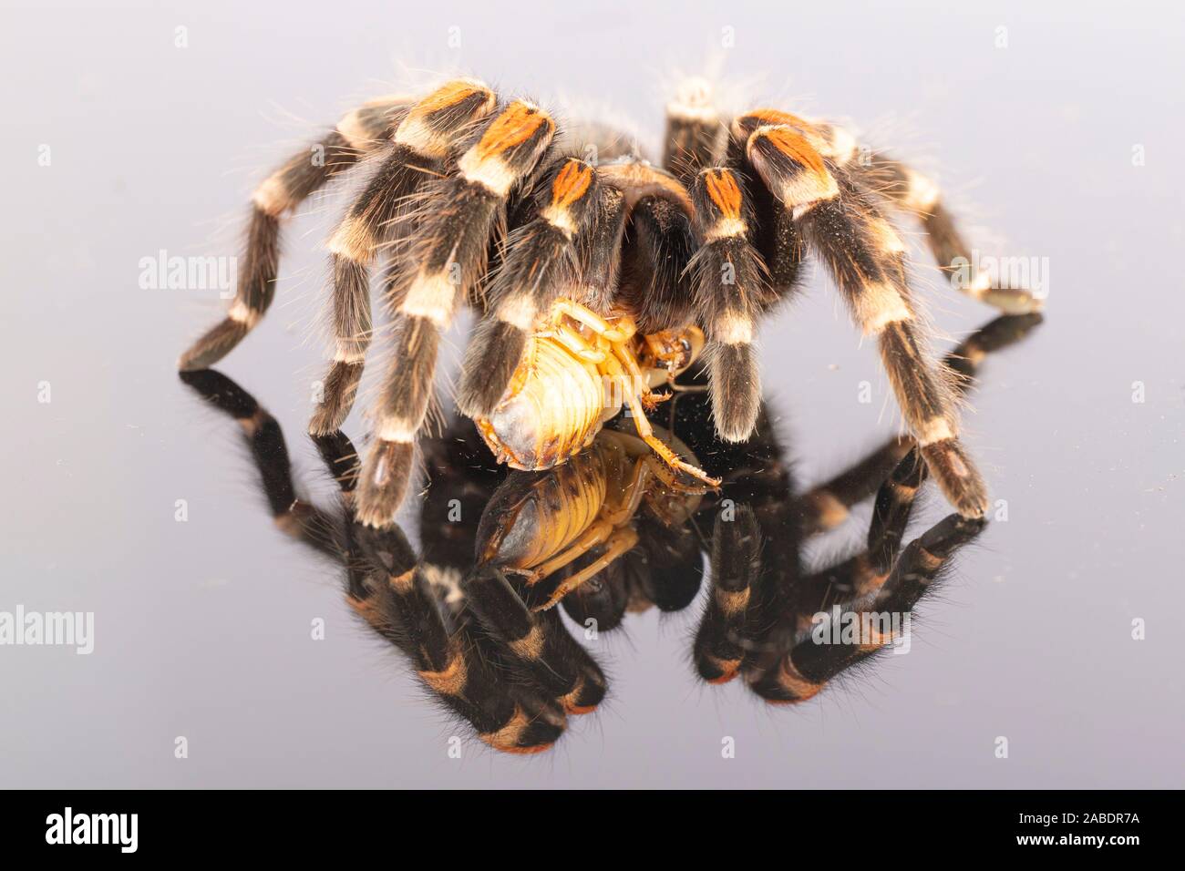 Tarantula spider and cockroach High Resolution Stock Photography and ...