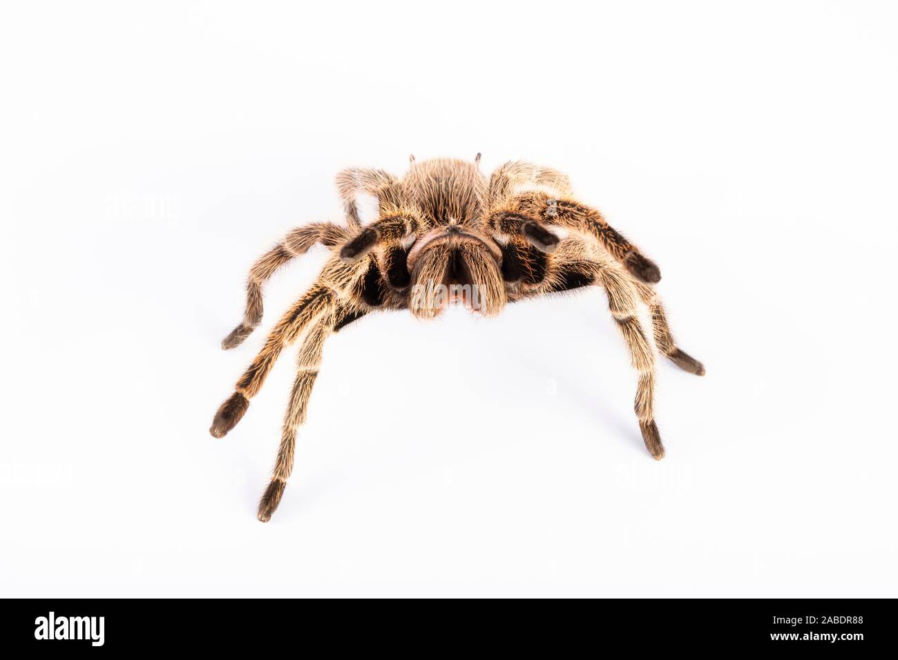 Scary spider insect tarantula Cut Out Stock Images & Pictures - Alamy
