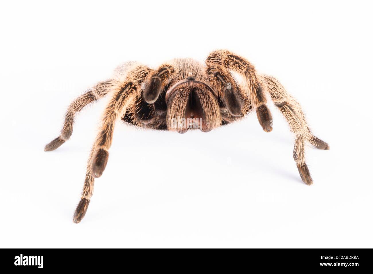 Tarantula attack hi-res stock photography and images - Alamy