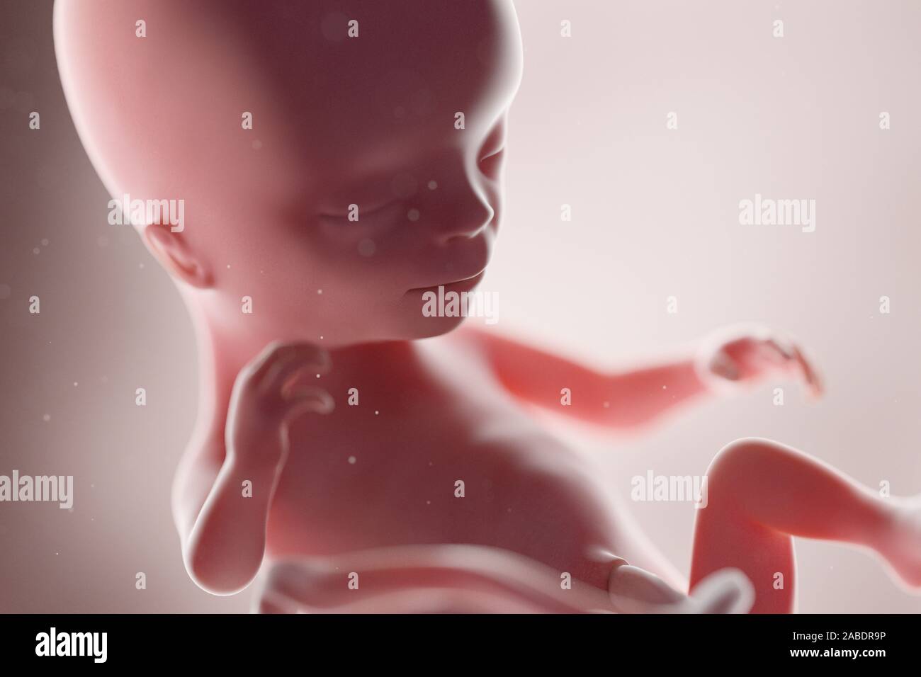 3d rendered medically accurate illustration of a human fetus - week 14 ...
