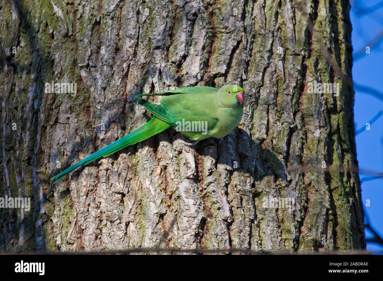 Halsbandsittiche hi-res stock photography and images - Alamy