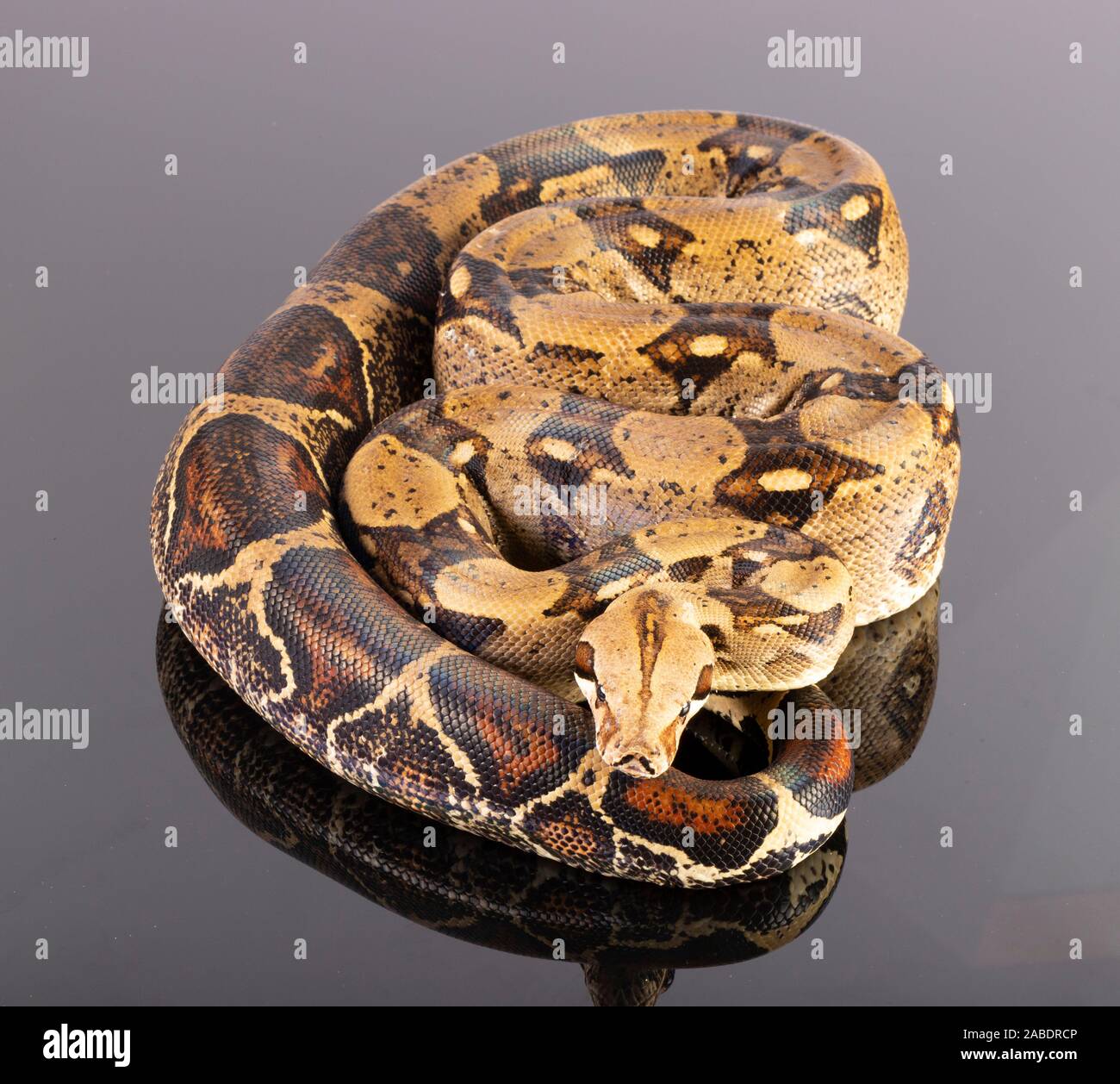 Boa contrictor snake Stock Photo - Alamy