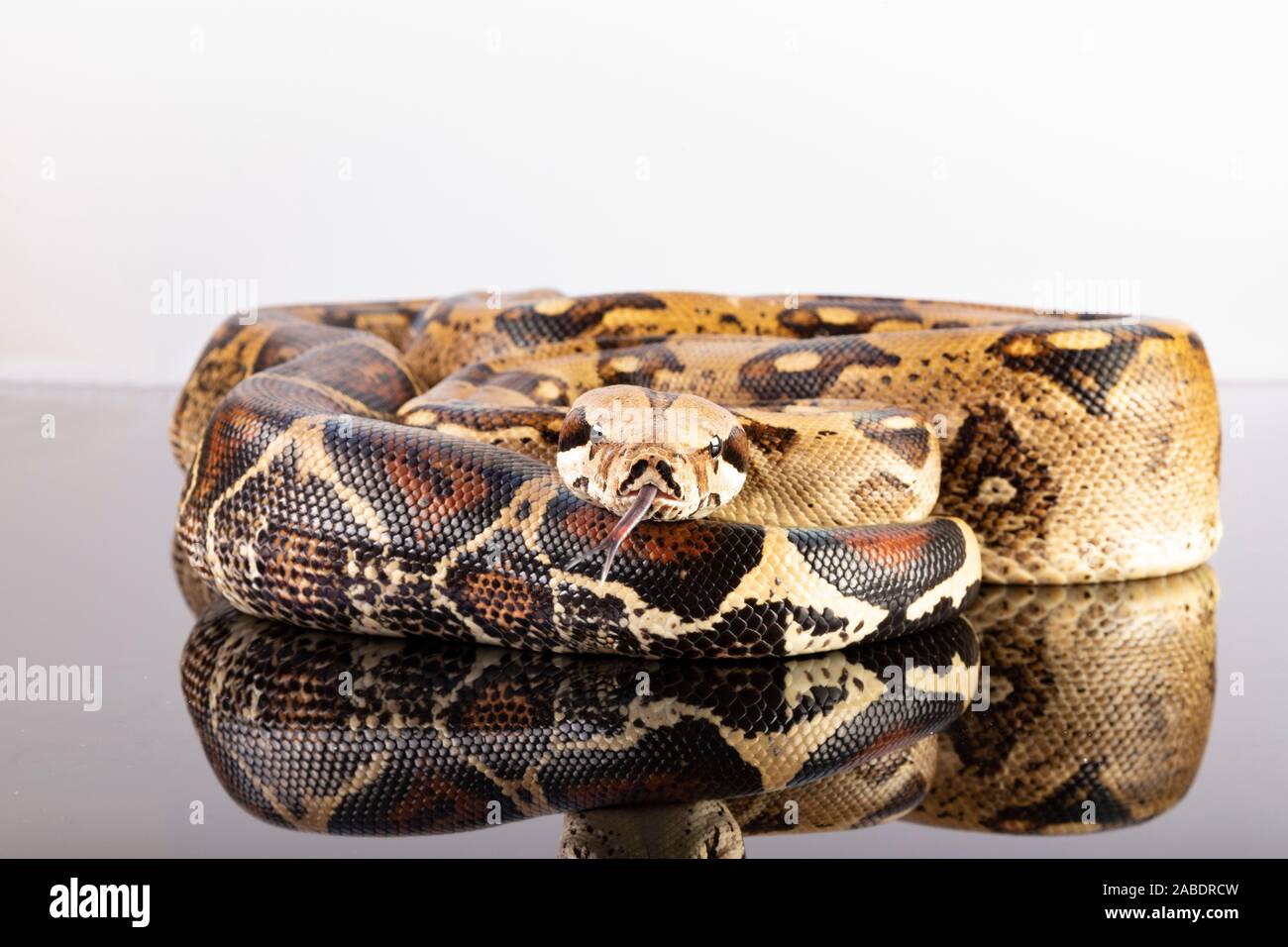 Boa contrictor snake Stock Photo - Alamy