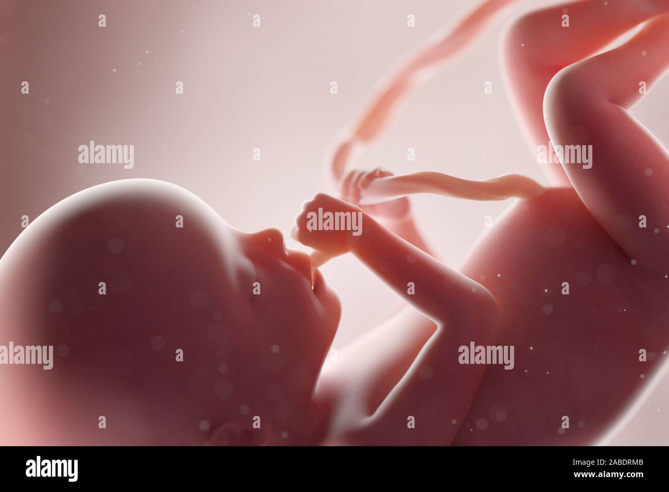 20 week fetus hi-res stock photography and images - Alamy