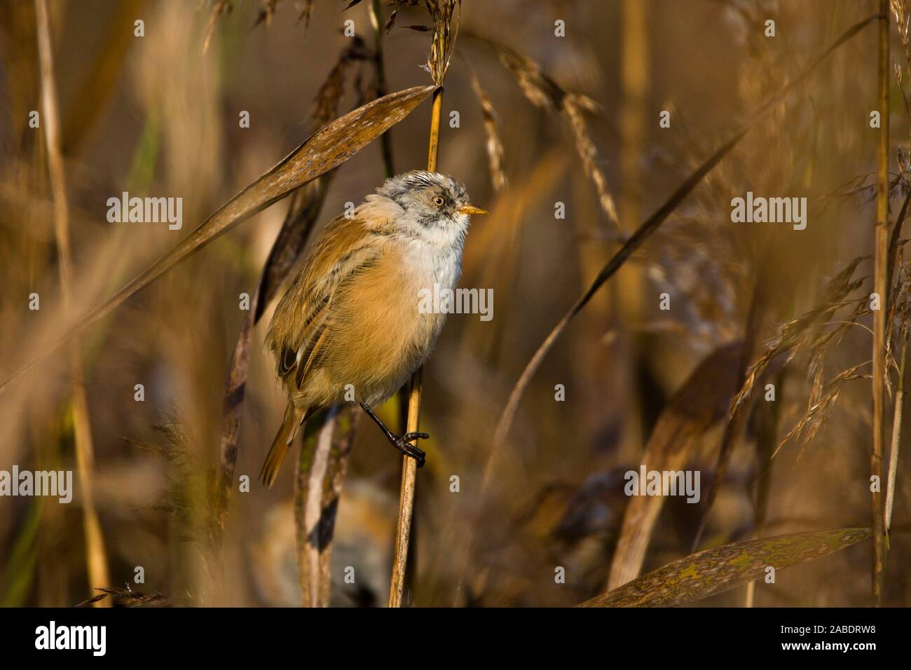 Bartmeise (Panurus biarmicus) Weibchen Stock Photo - Alamy