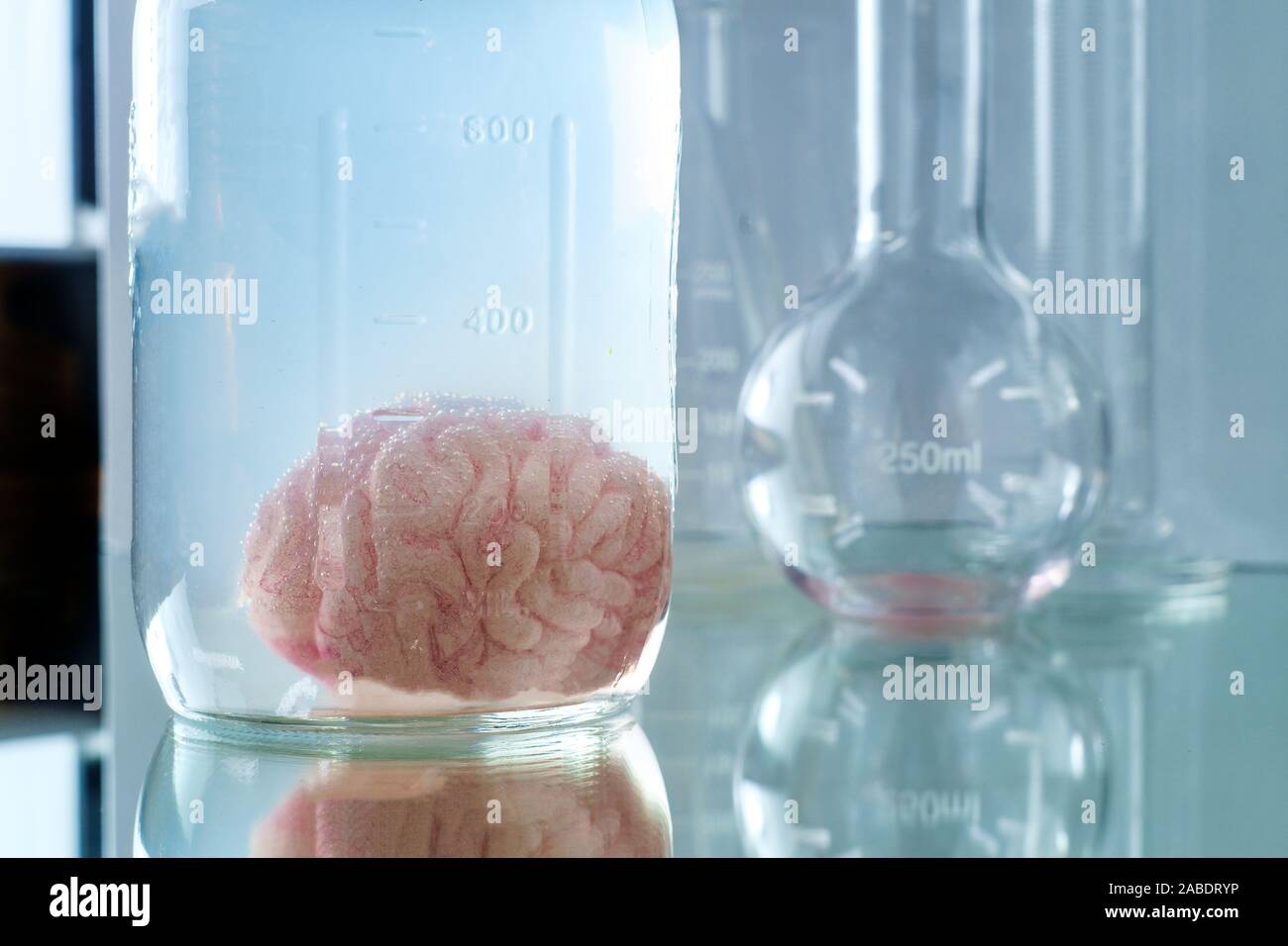 Human brain preserved in formaldehyde for science experiments and ...